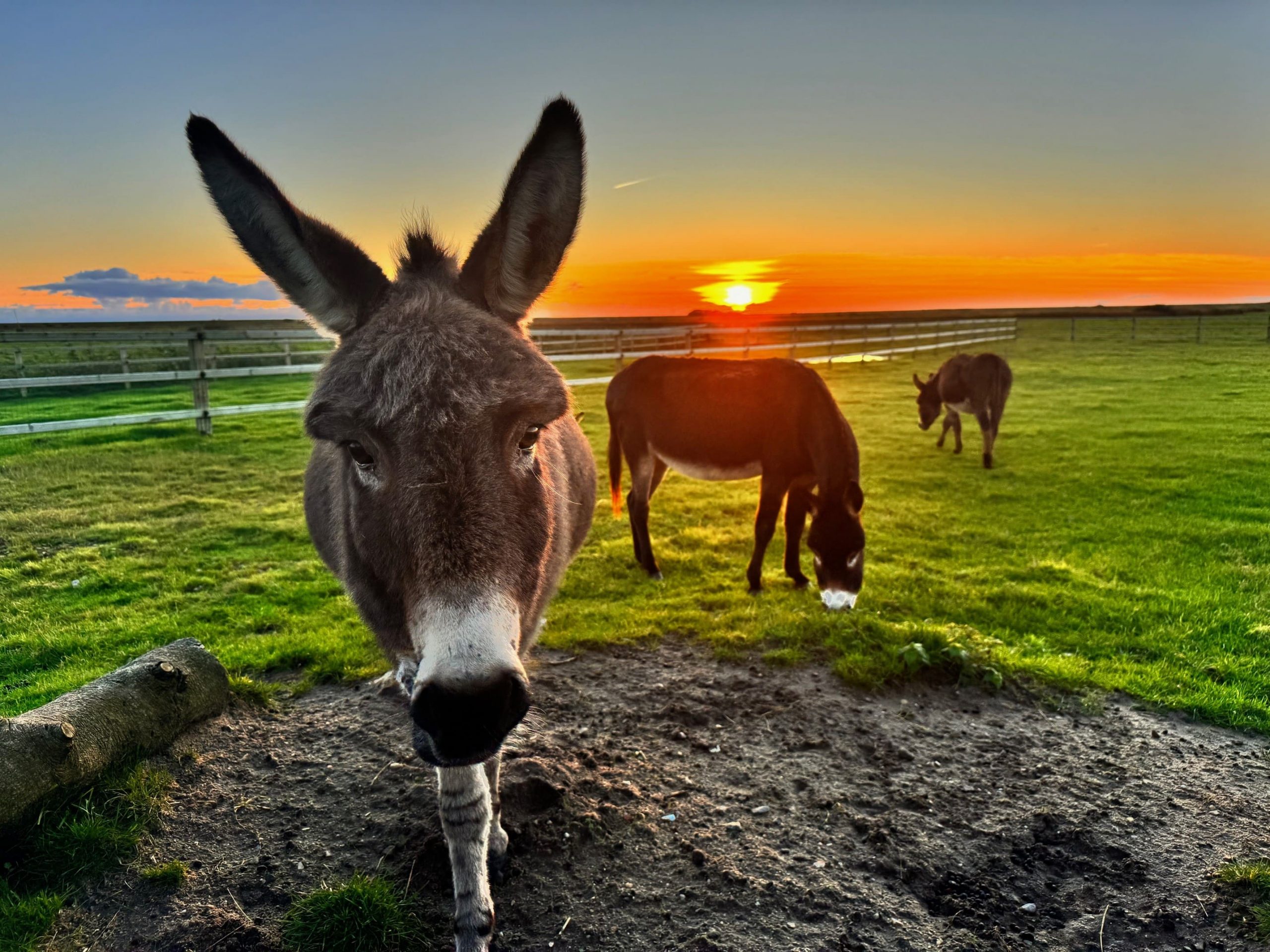 Auf Augenhöhe – tierische Begegnung mit Eseln & Co. - Dr. Axe-Stiftung Bonn